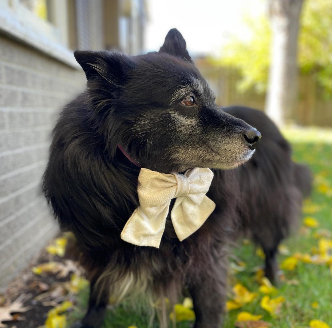 Cream Dog Bow for Fall Collar Bow for Dog Sailor Bow for Dog Collar ...