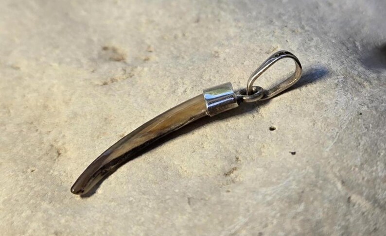 Tejon Coati Claw 925 Pendant - Etsy