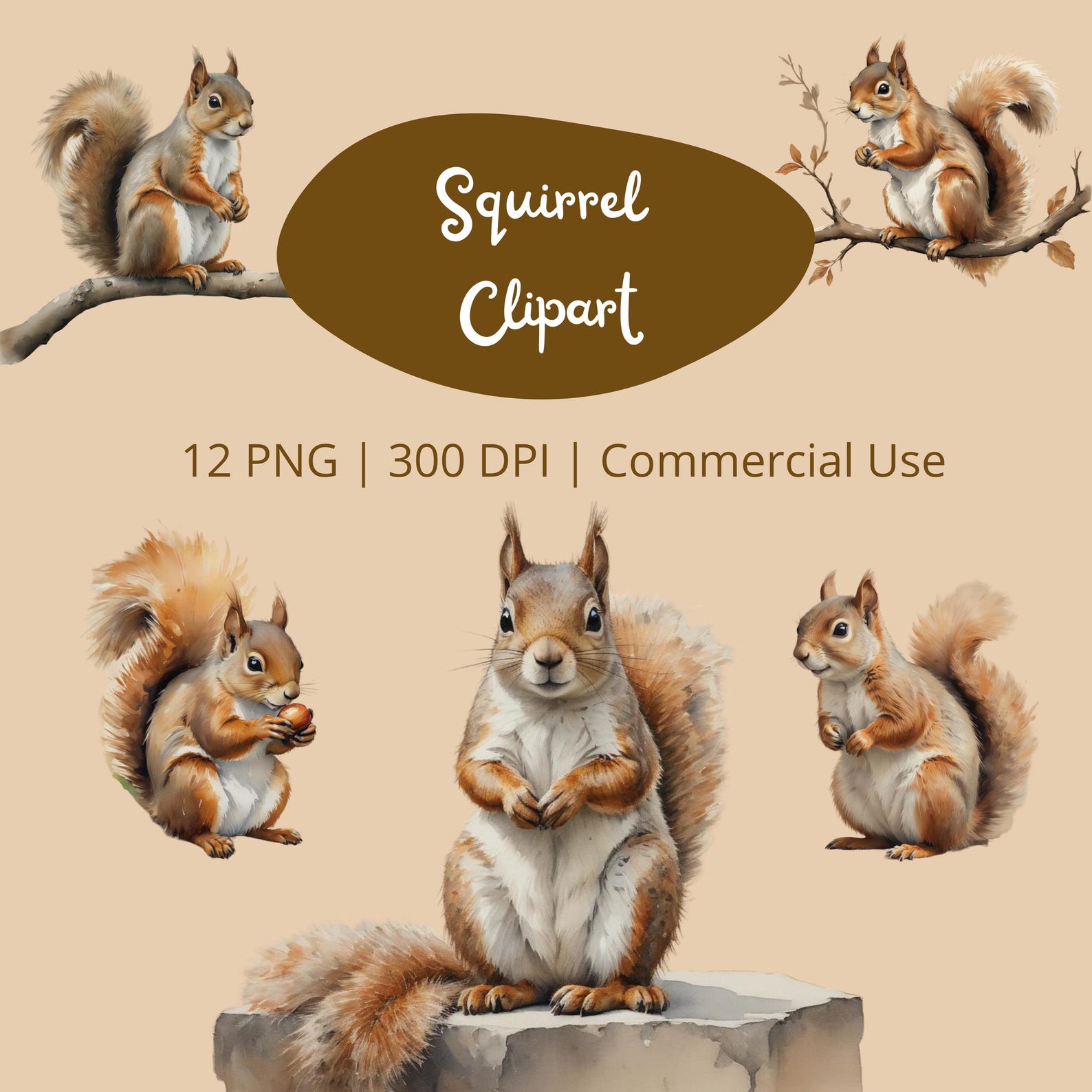 12 Squirrel Clipart, Watercolor Clipart, High Quality, PNG, Fall Clip ...