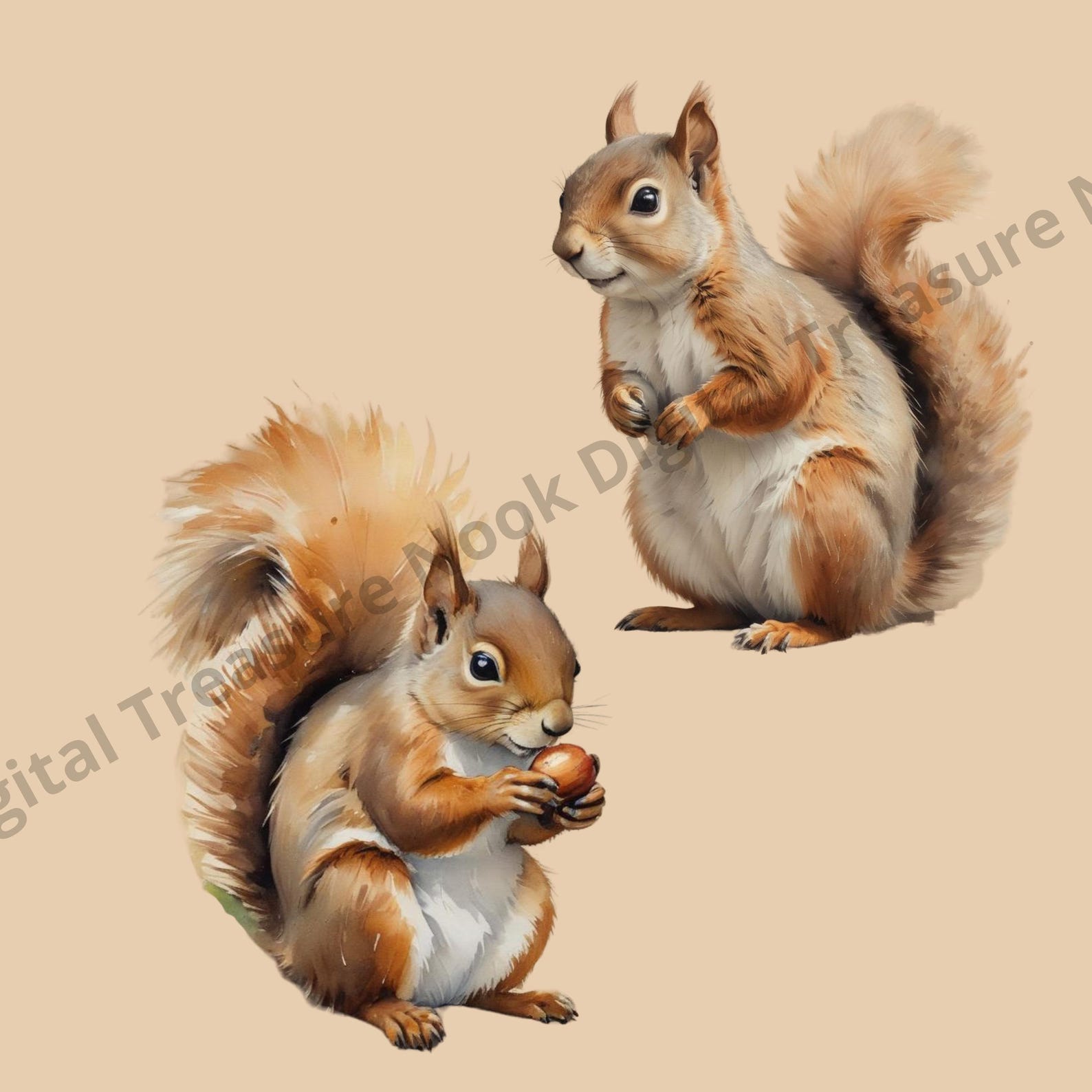 12 Squirrel Clipart, Watercolor Clipart, High Quality, PNG, Fall Clip ...