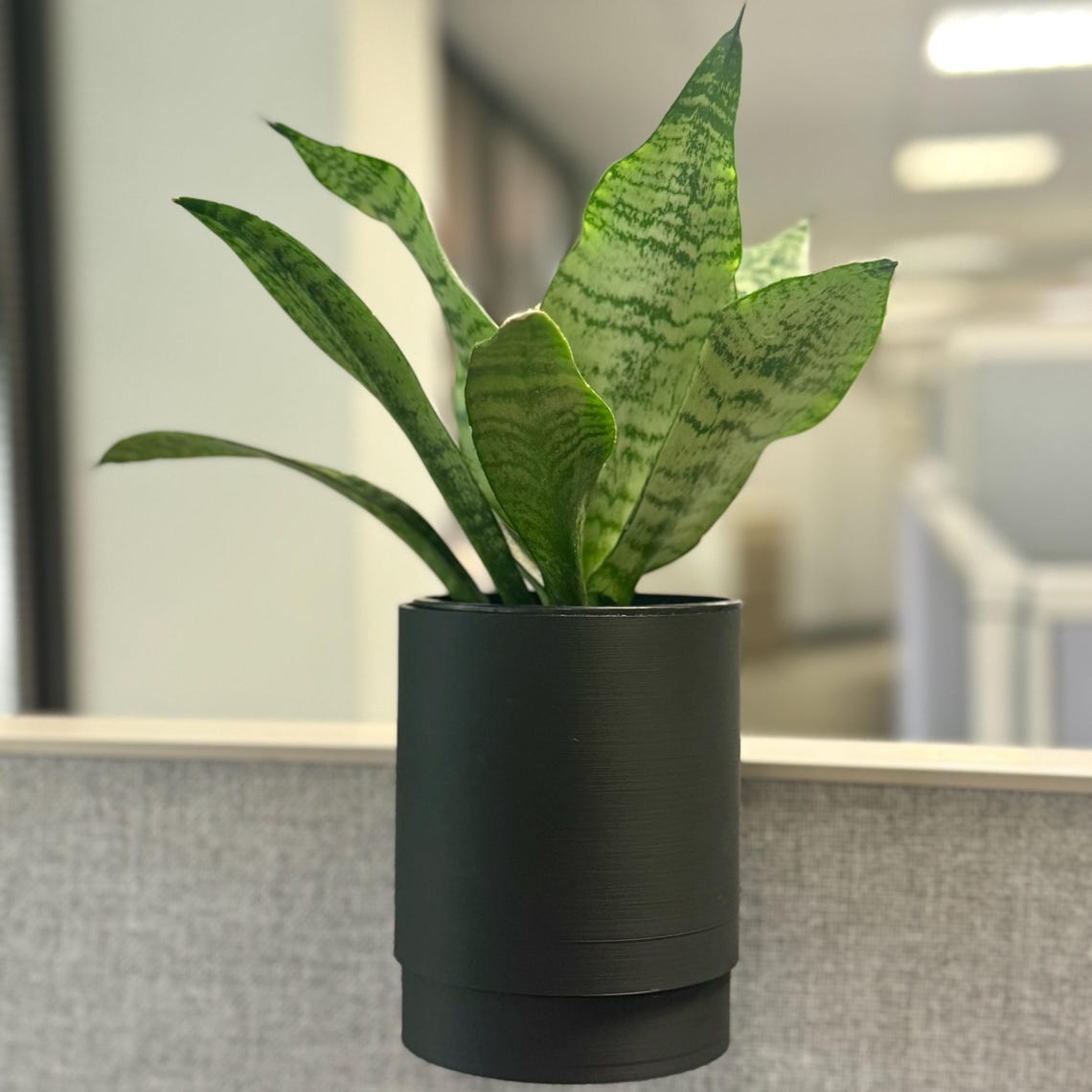 Desk Planter, Clamps to Cubical Wall, Drip Tray, No Tools, Hanging ...