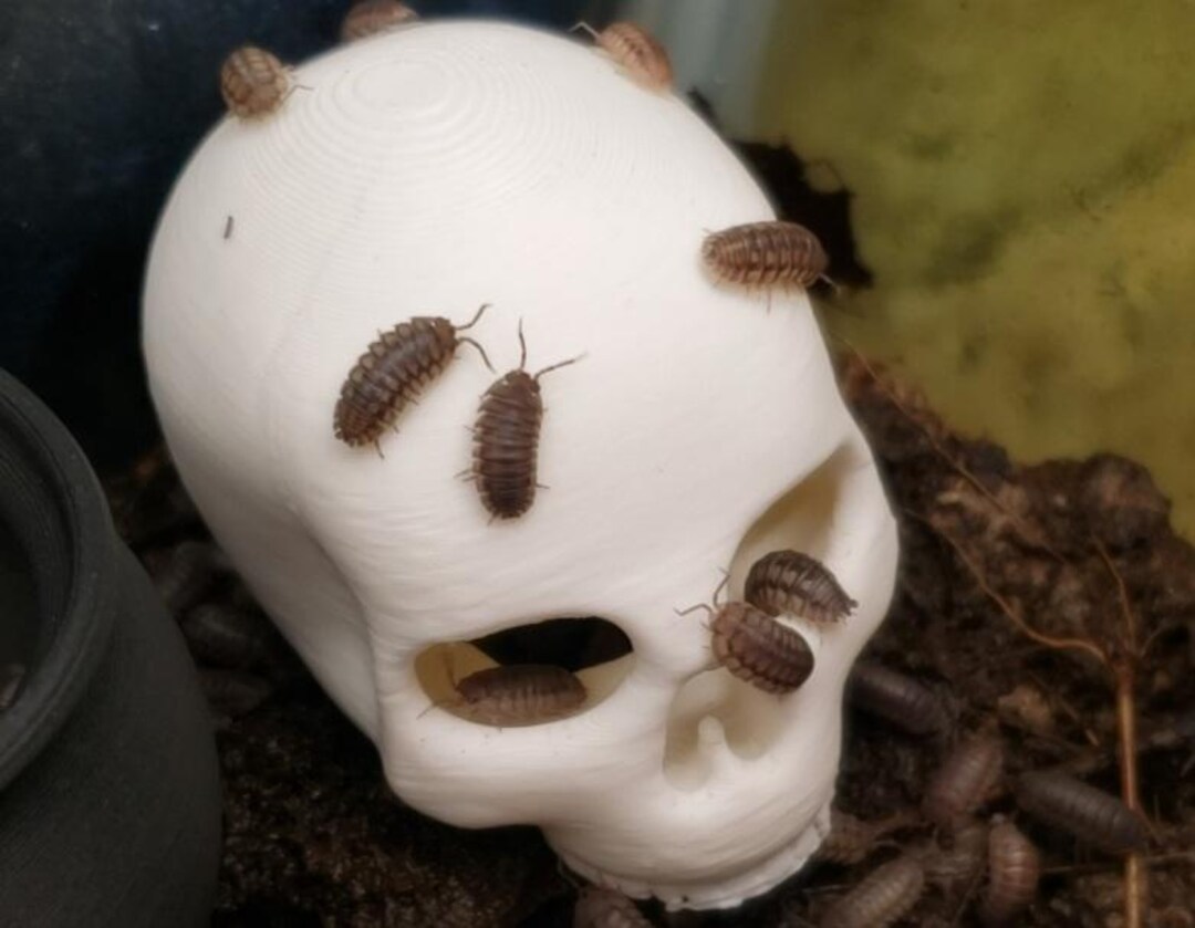 Skull Hide - Functional Enclosure Decor for Isopods, Insects, Etc - Etsy