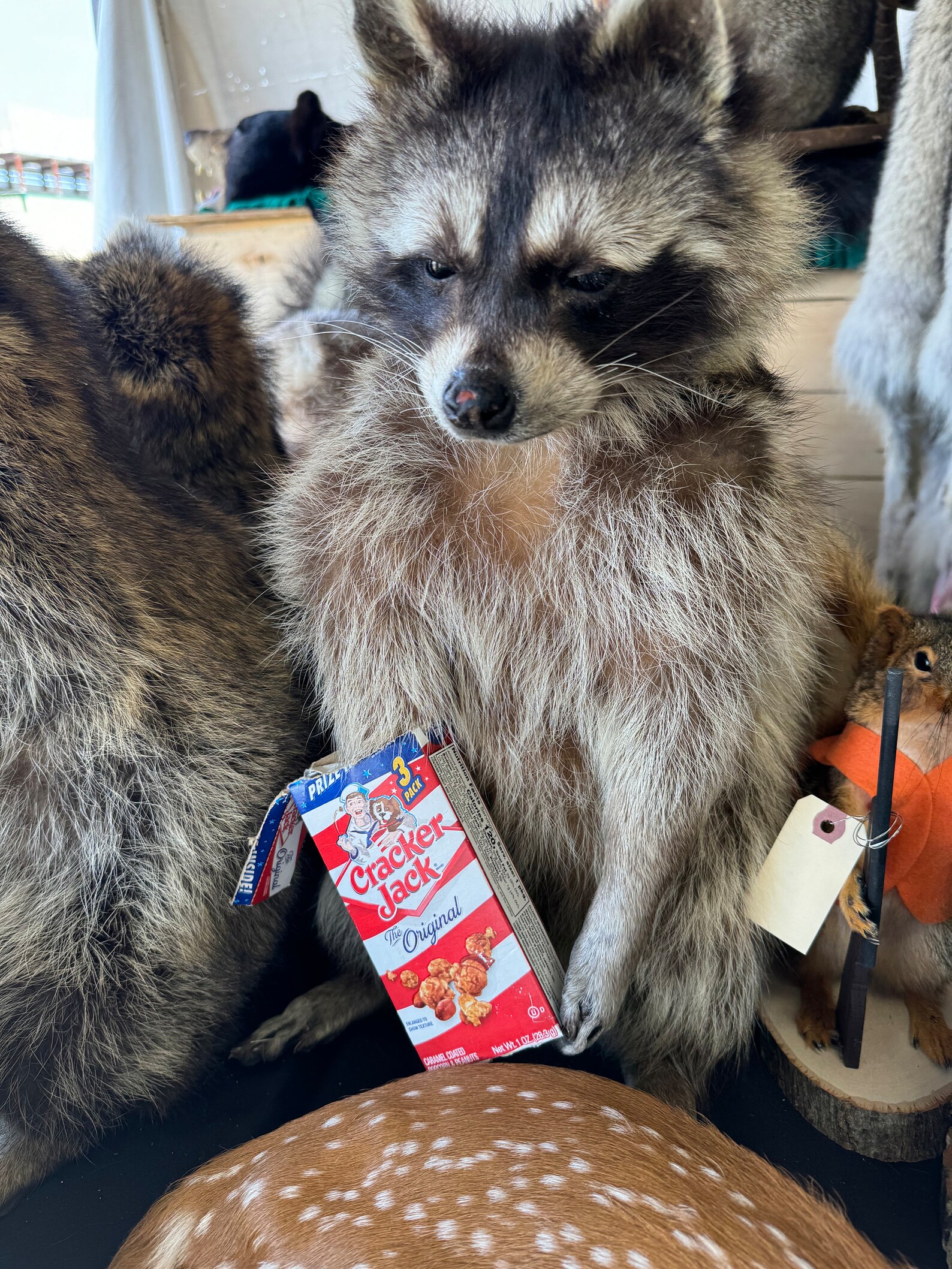 Cracker Jack Raccoon - Etsy
