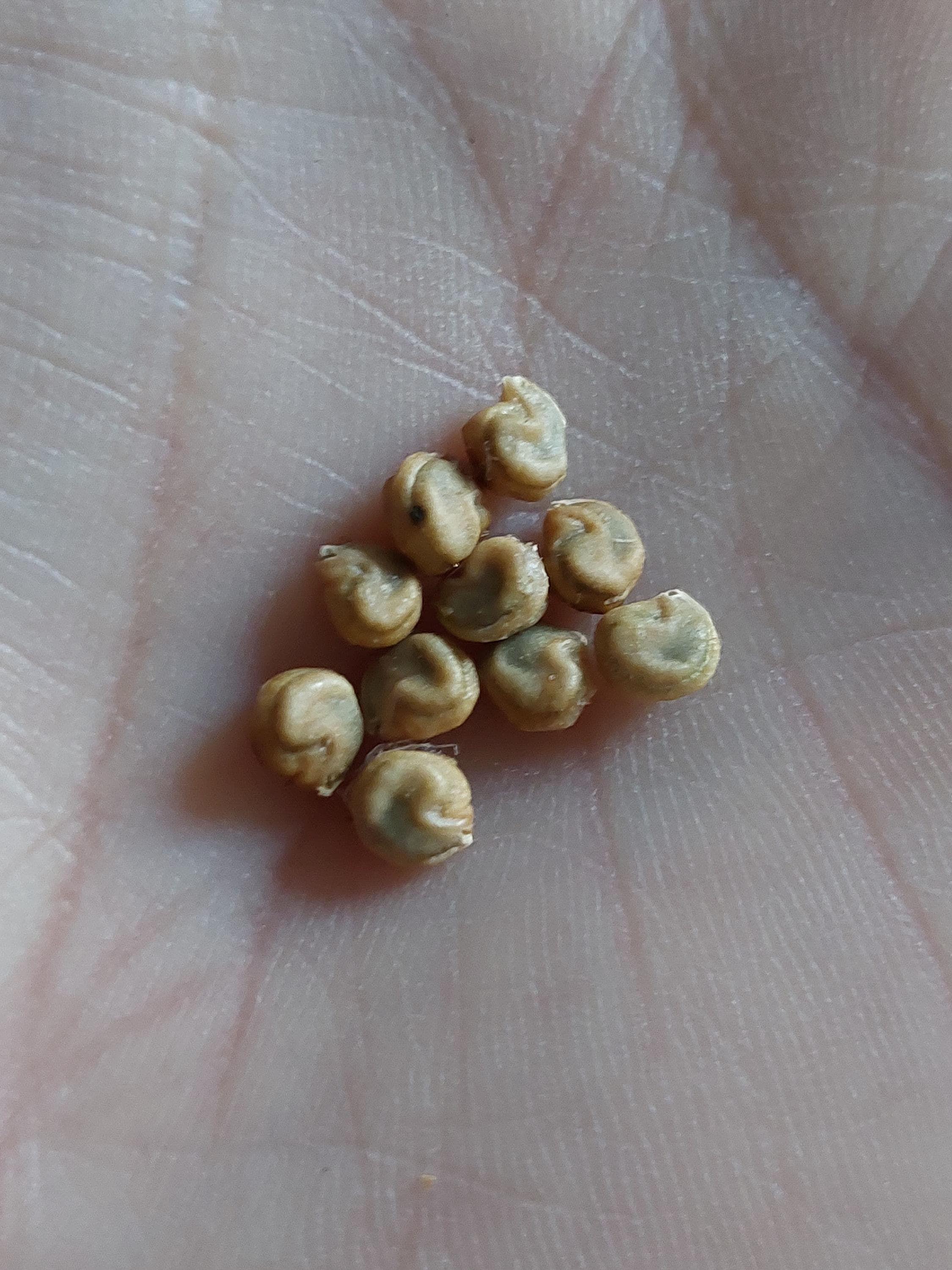 Ten Eastern Prickly Pear Cactus Seeds - Etsy
