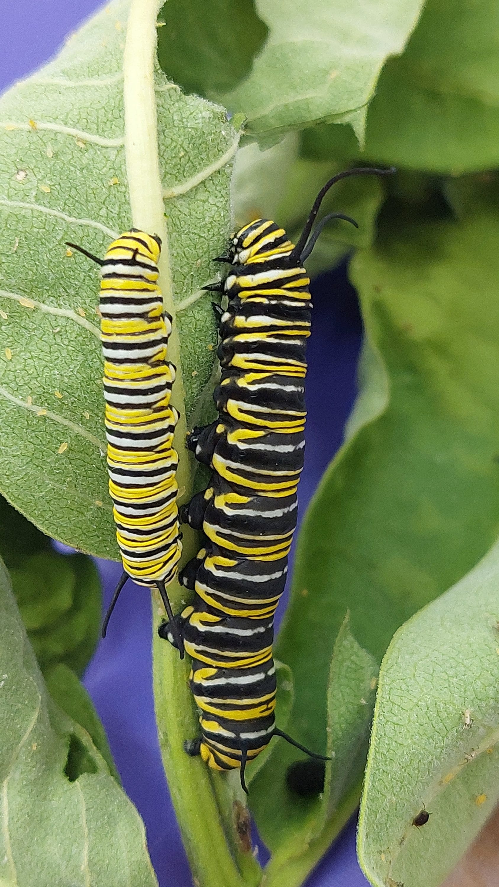 Common Milkweed Seed Pod. Help Save the Monarch Butterfly by Planting ...