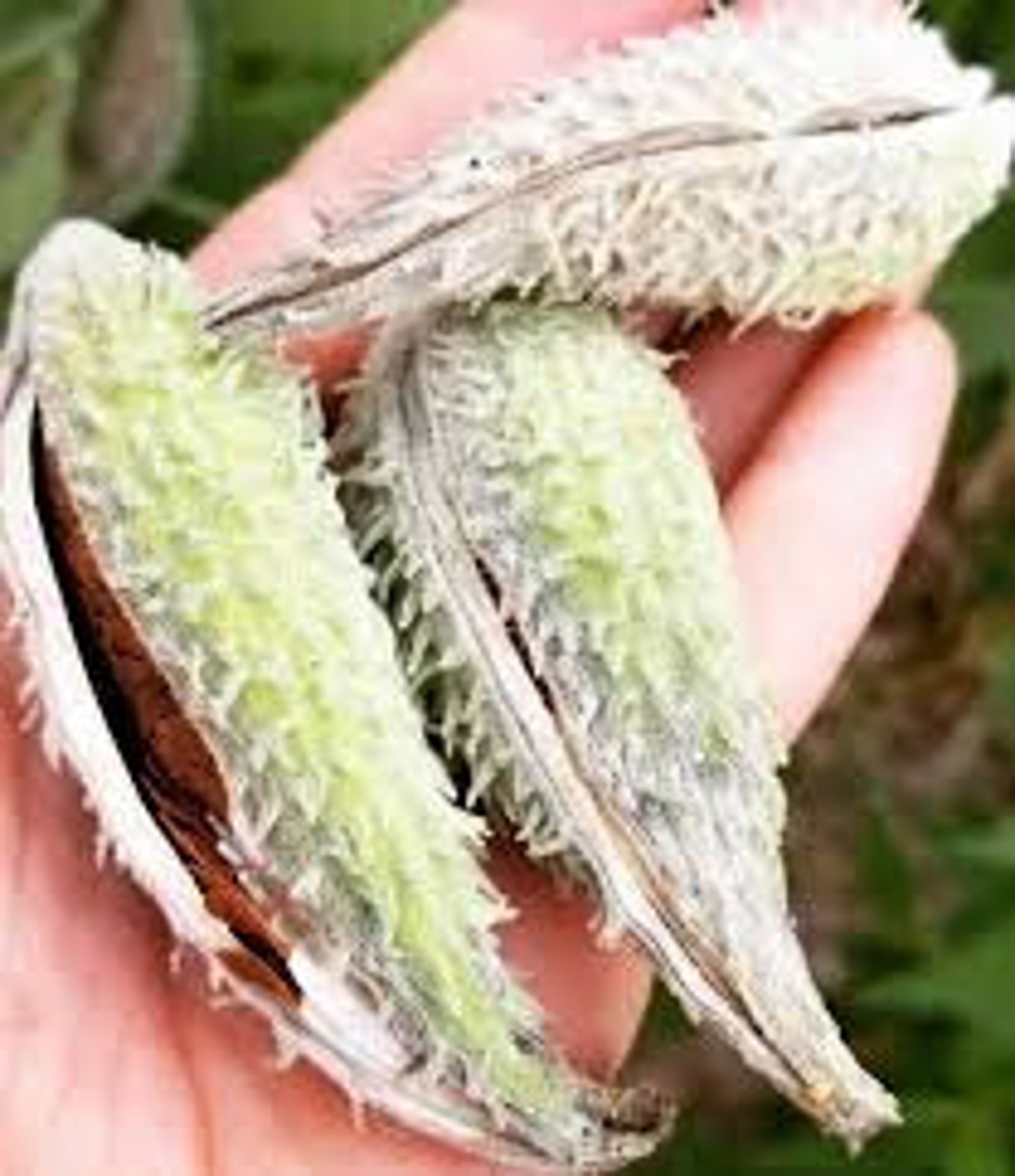5 Common Milkweed Seed Pods. Help Save the Monarch Butterfly by ...