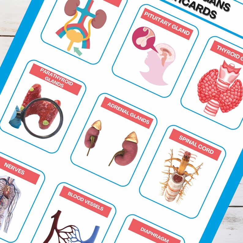 Human Organs Flash Cards, Anatomy Learning Resource, Human Organs ...