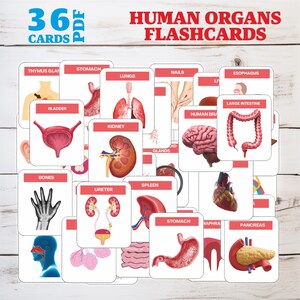 Human Organs Flash Cards: Anatomy Learning Resource (digital Download ...