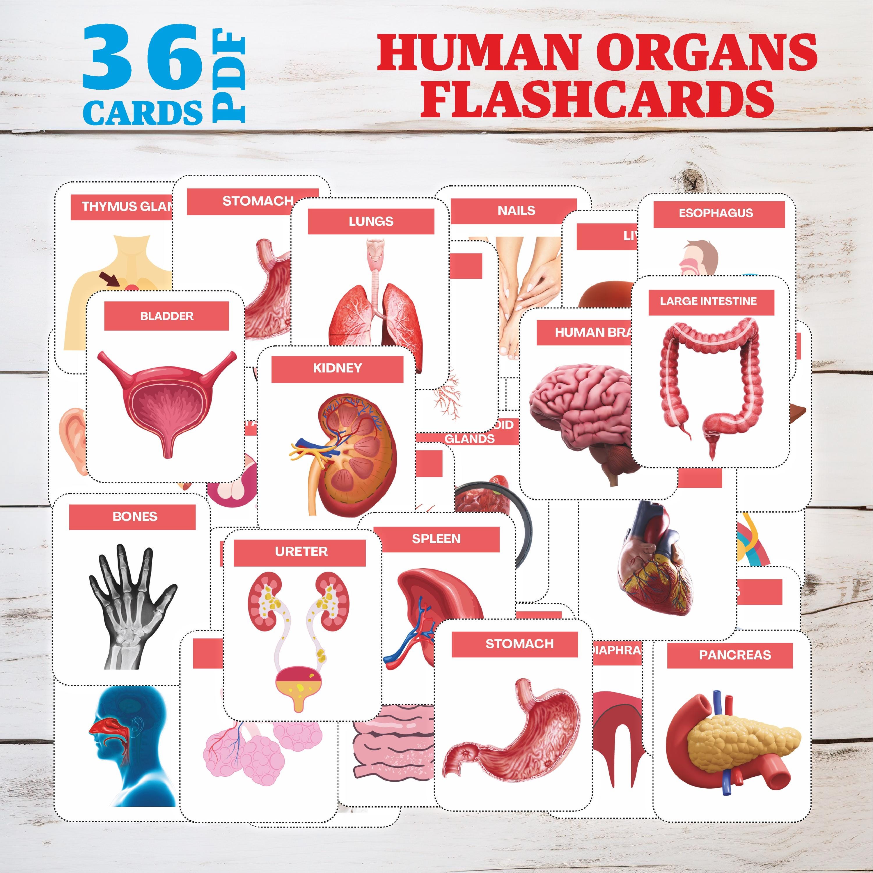 Human Organs Flash Cards, Anatomy Learning Resource, Human Organs ...