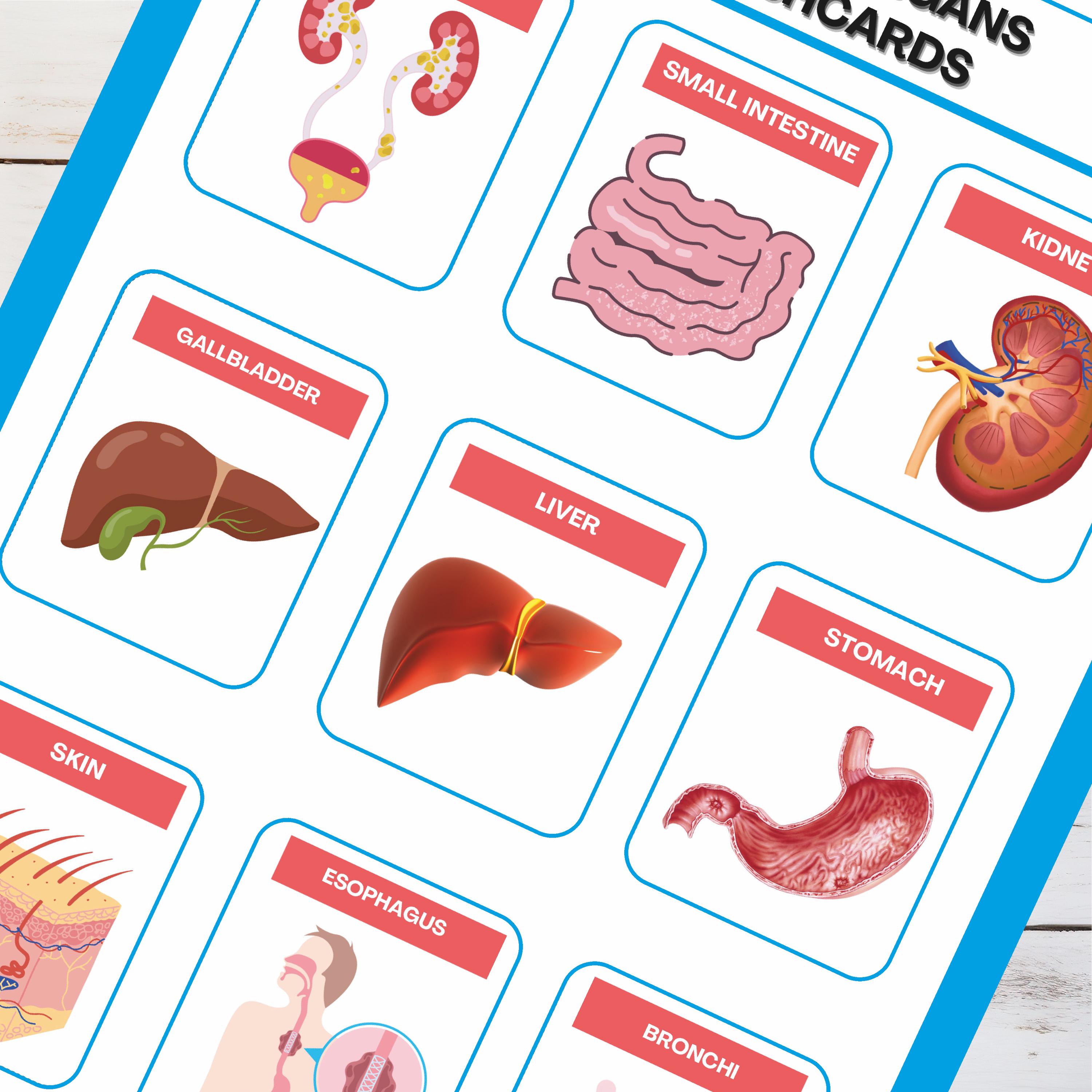 Human Organs Flash Cards, Anatomy Learning Resource, Human Organs ...