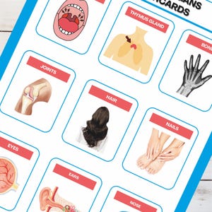 Human Organs Flash Cards: Anatomy Learning Resource (digital Download ...
