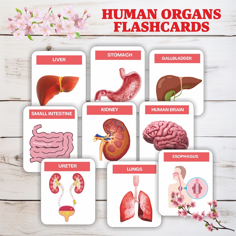 Human Organs Flash Cards: Anatomy Learning Resource (digital Download ...