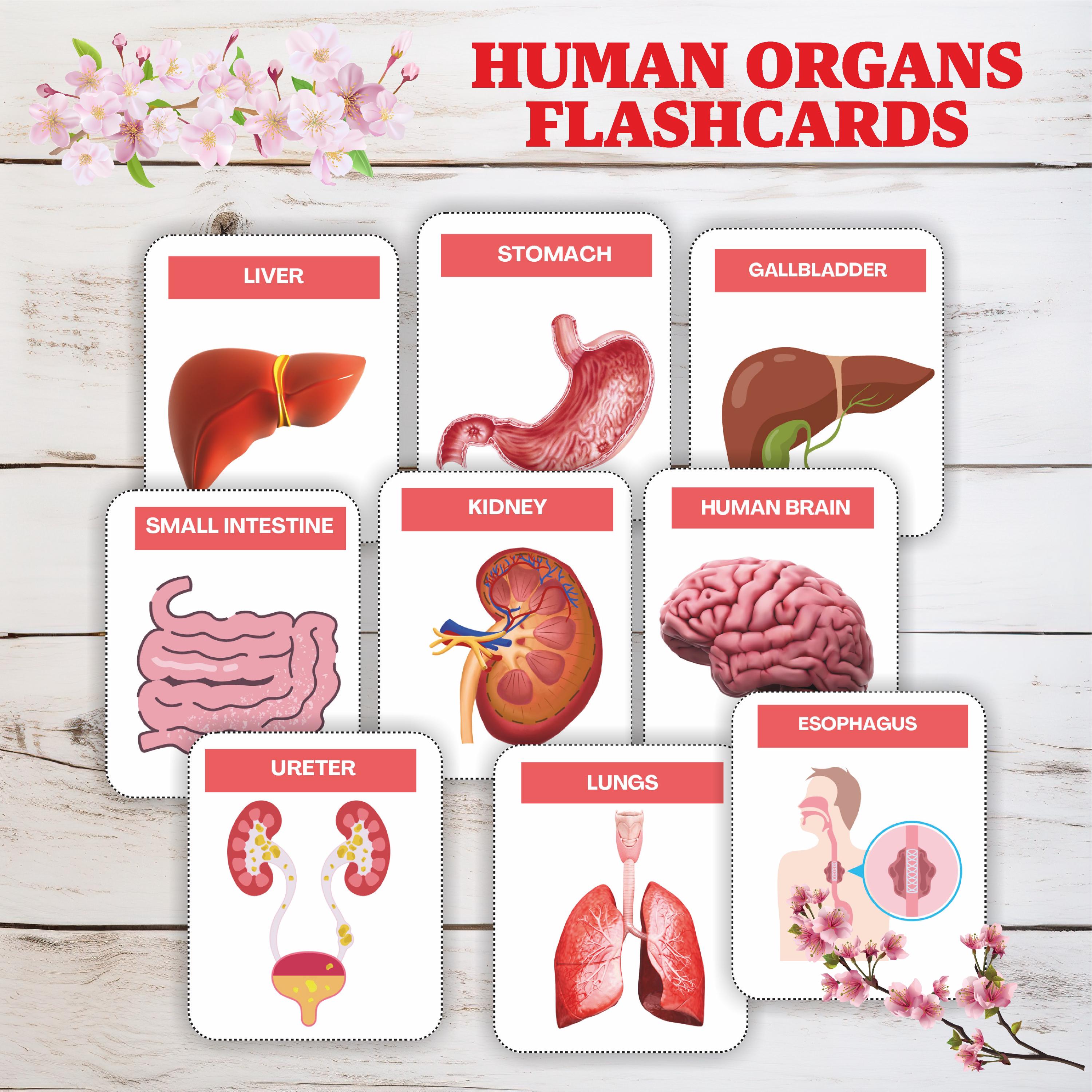 Human Organs Flash Cards, Anatomy Learning Resource, Human Organs ...