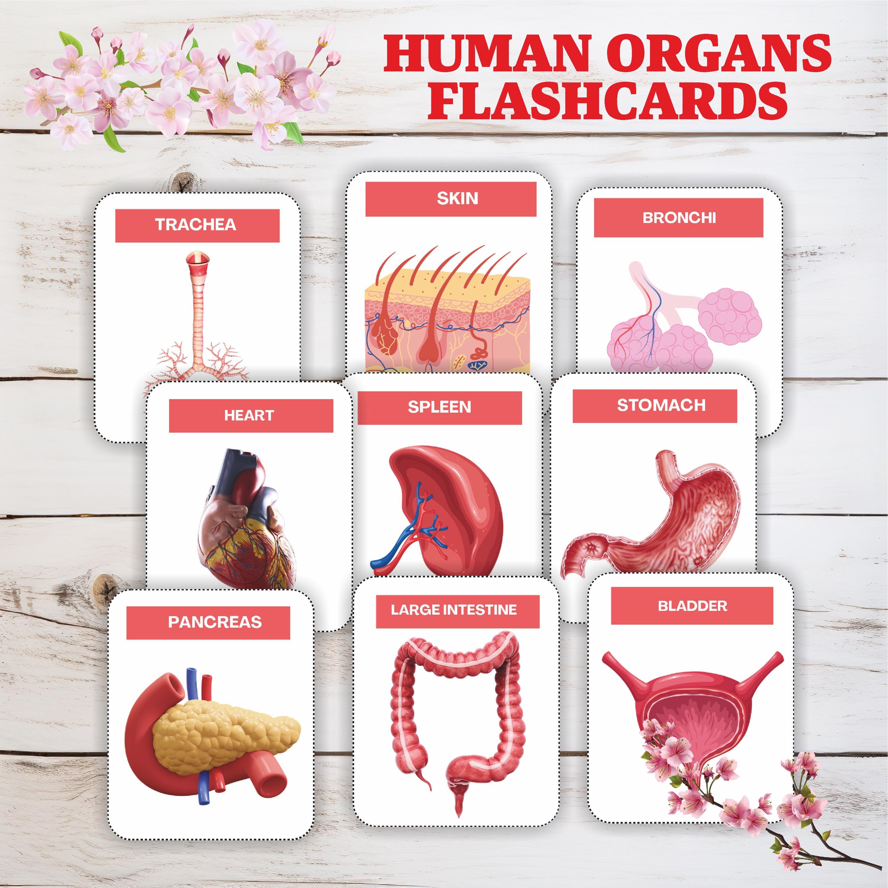 Human Organs Flash Cards: Anatomy Learning Resource (digital Download ...