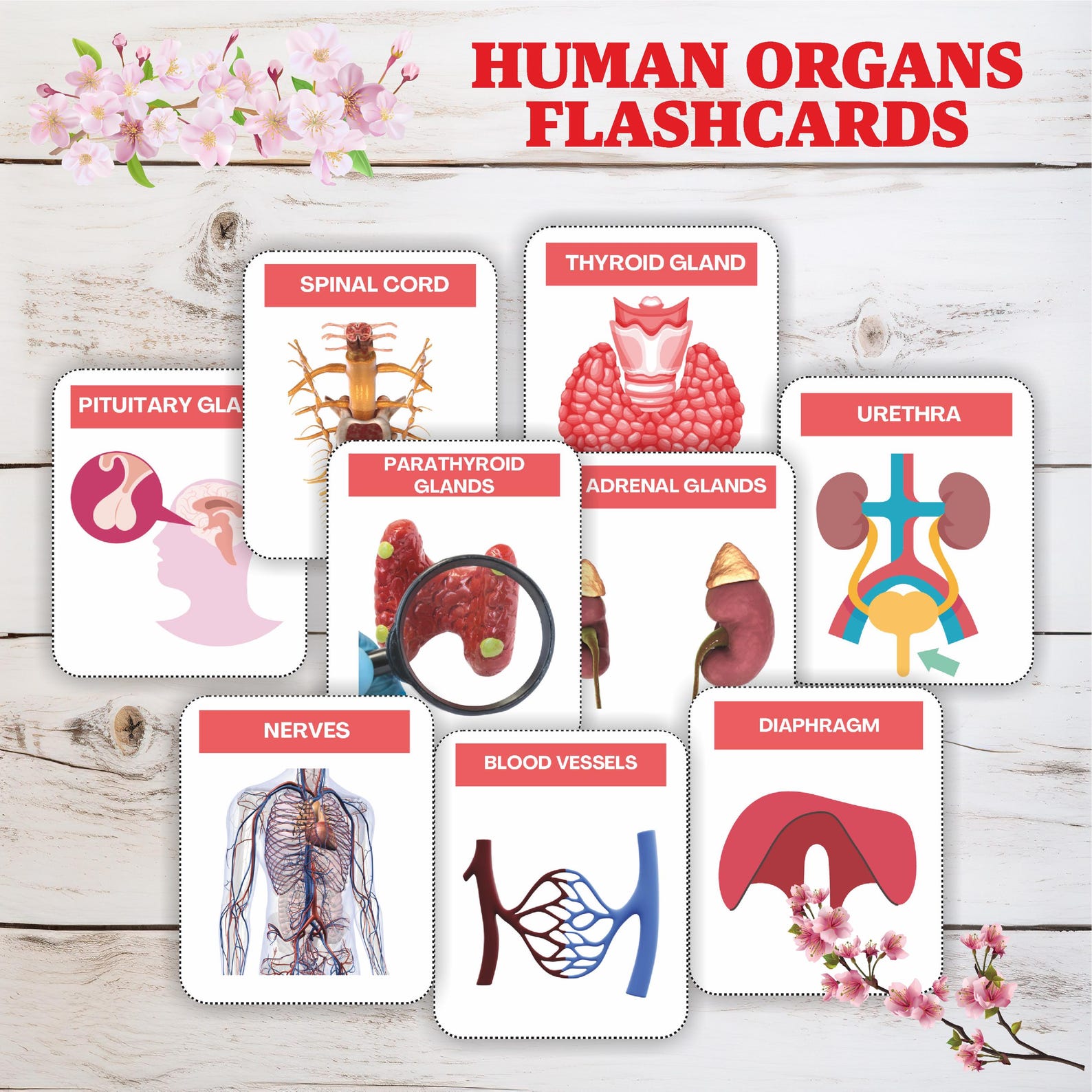 Human Organs Flash Cards: Anatomy Learning Resource (digital Download ...