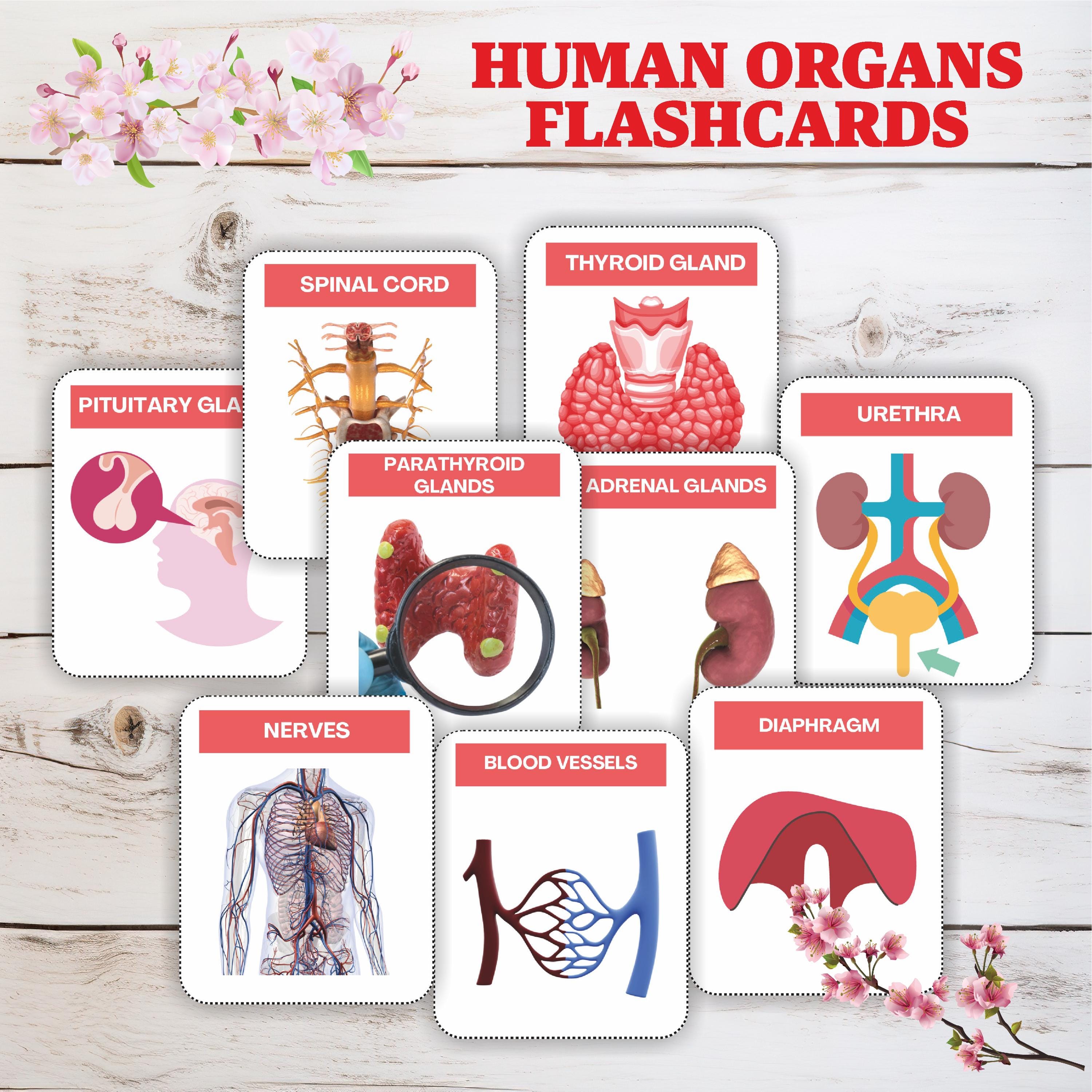 Human Organs Flash Cards: Anatomy Learning Resource (digital Download ...