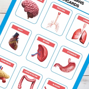 Human Organs Flash Cards: Anatomy Learning Resource (digital Download ...