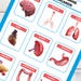 Human Organs Flash Cards: Anatomy Learning Resource (digital Download ...