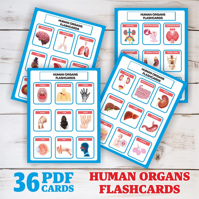 Human Organs Flash Cards, Anatomy Learning Resource, Human Organs ...
