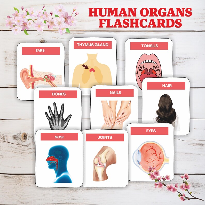 Human Organs Flash Cards, Anatomy Learning Resource, Human Organs ...