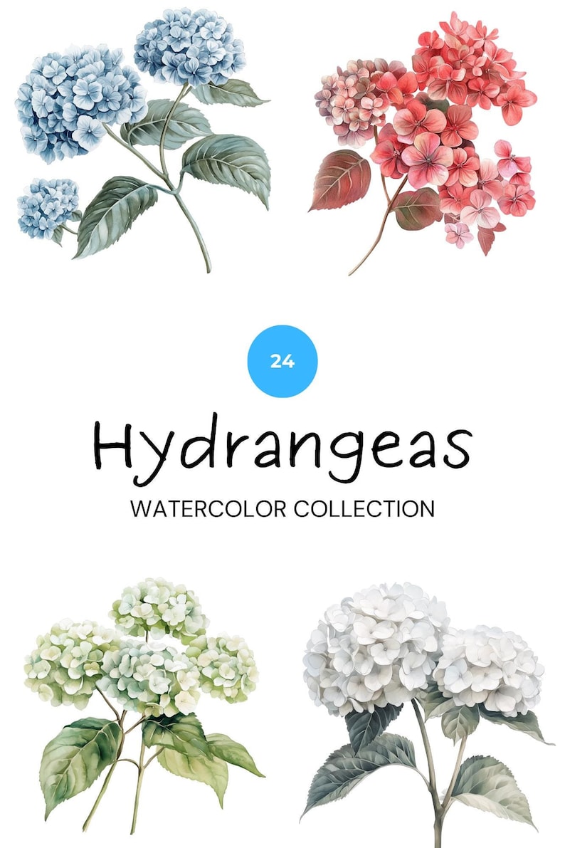 Hydrangeas Clipart, Wedding Clipart, Watercolor Hydrangeas Clipart ...