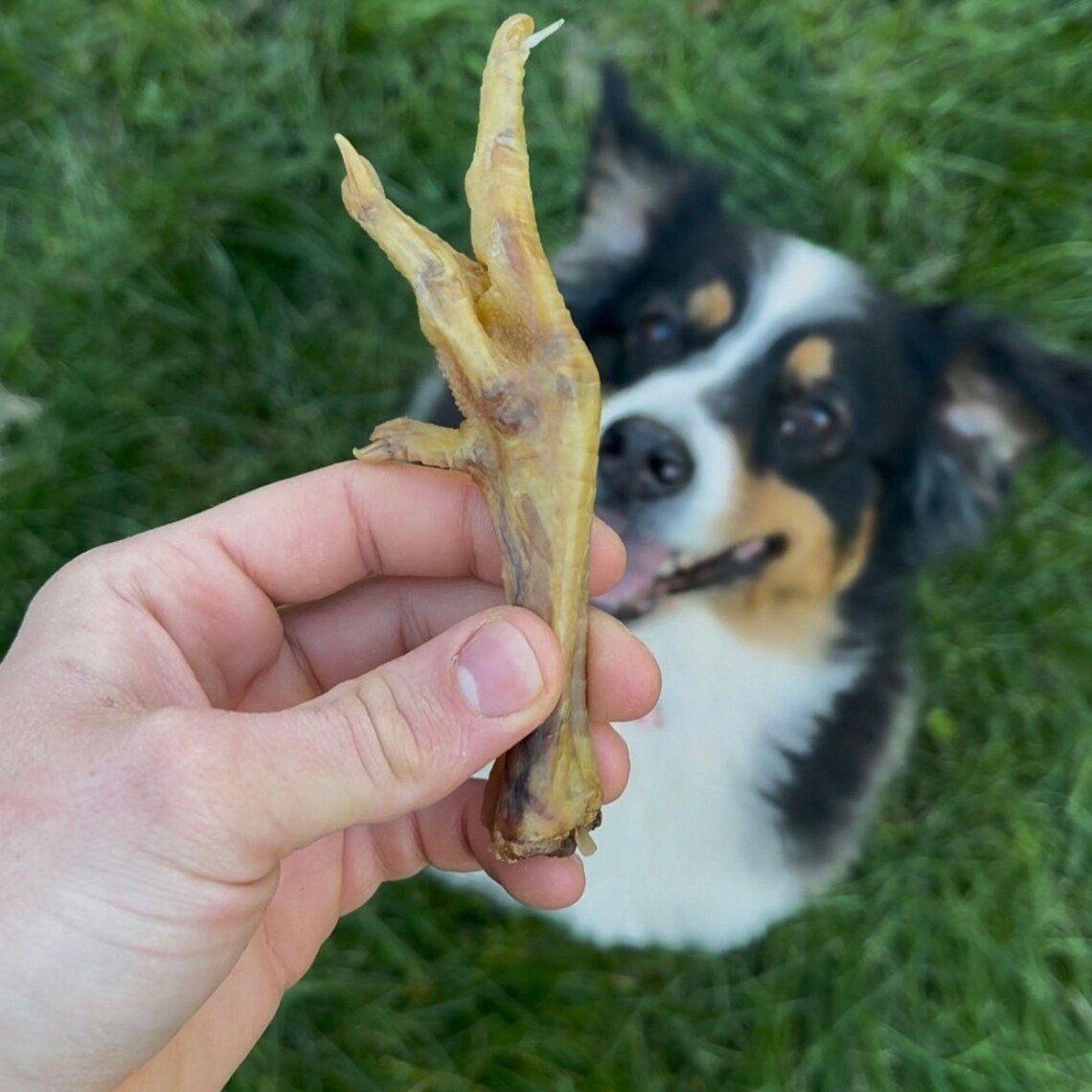 Chicken Feet Single Ingredient All Natural Dog Treats Healthy Dental ...