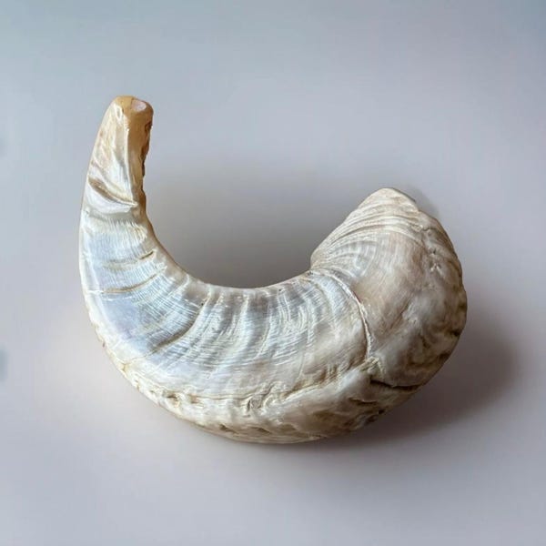 Rams Horn - Etsy
