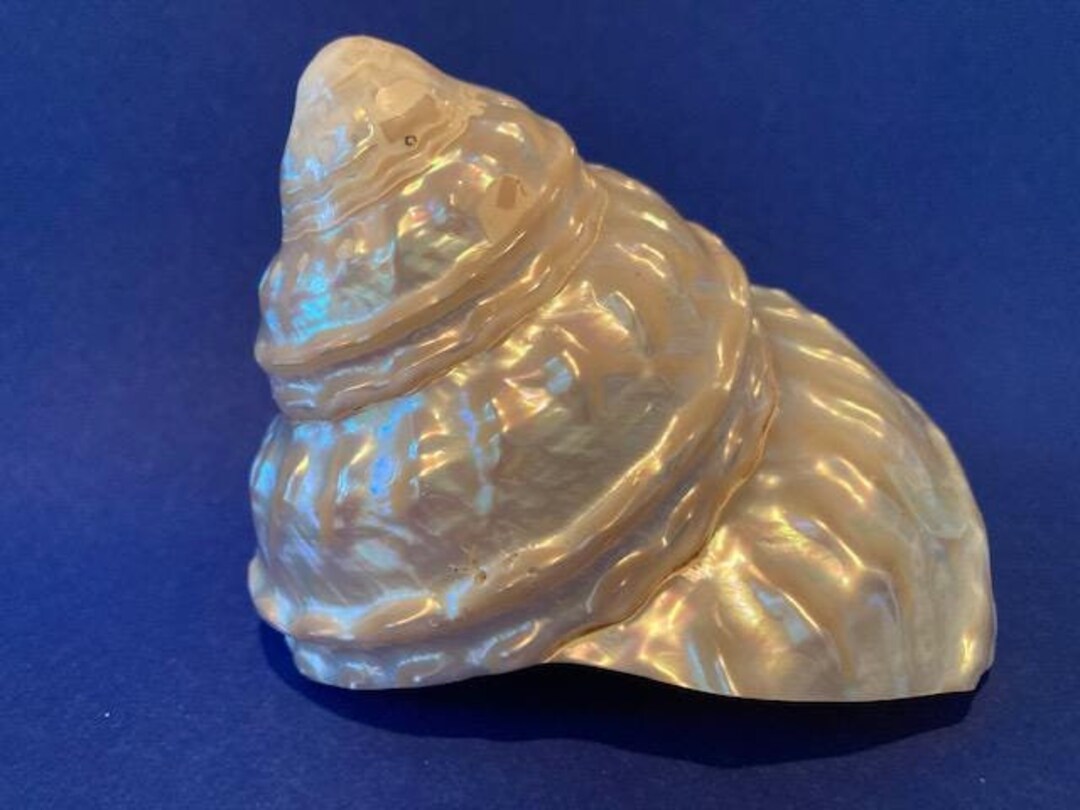 Iridescent Turbo Shell - Etsy