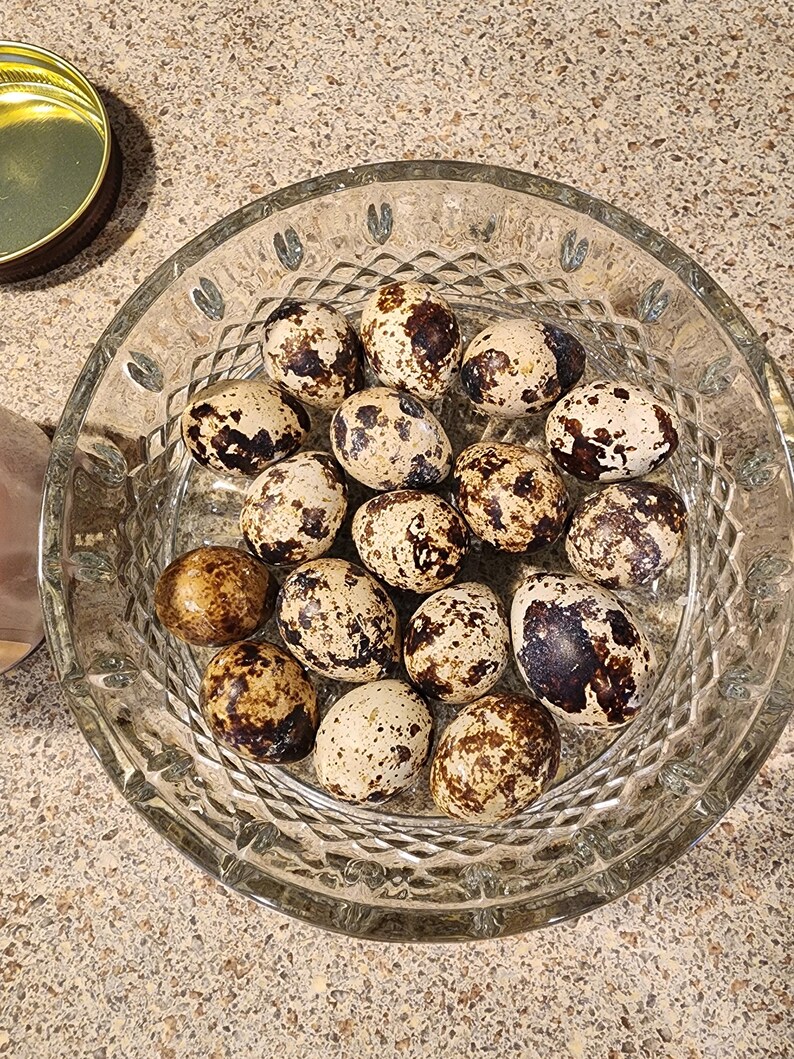 Quail Egg Shells - Etsy