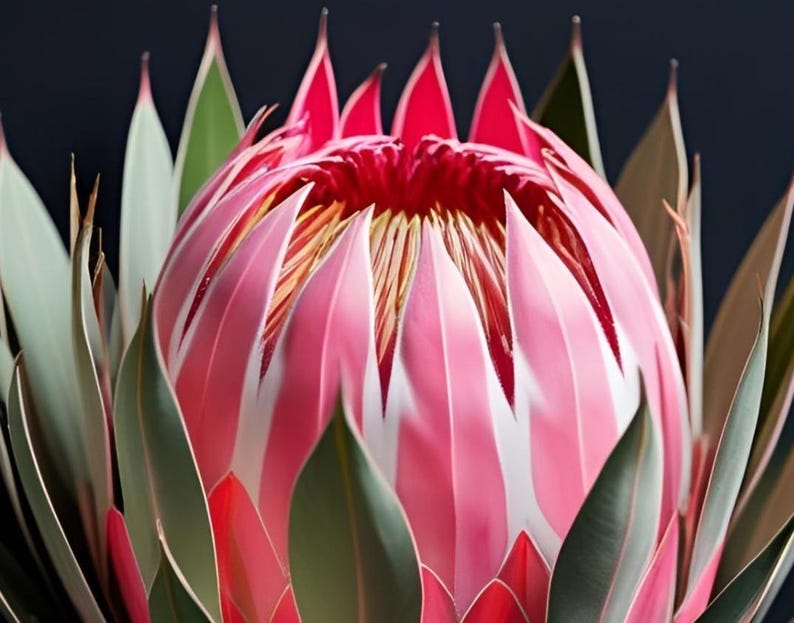 Stunning Single Protea Digital Wallpaper | Black Background Phone ...