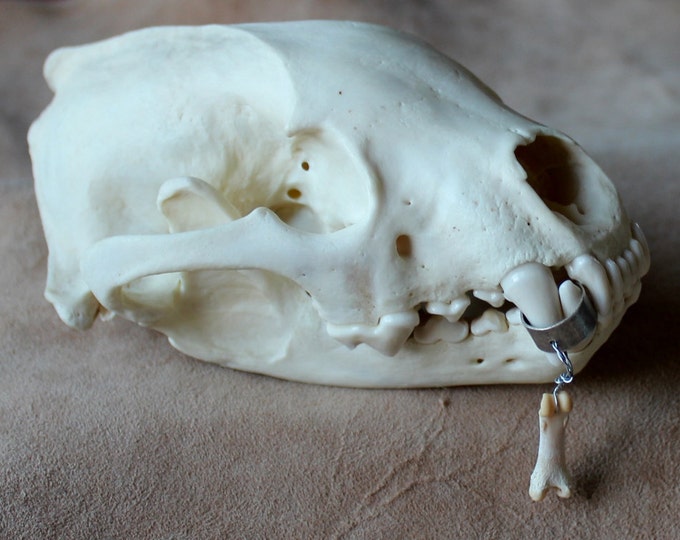 Real Single Wolverine Bone on Silver-plated Brass Ear Cuff - Etsy