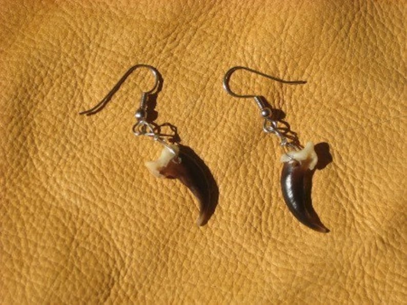 Real coyote claw earrings on fish hook ear wires | Etsy