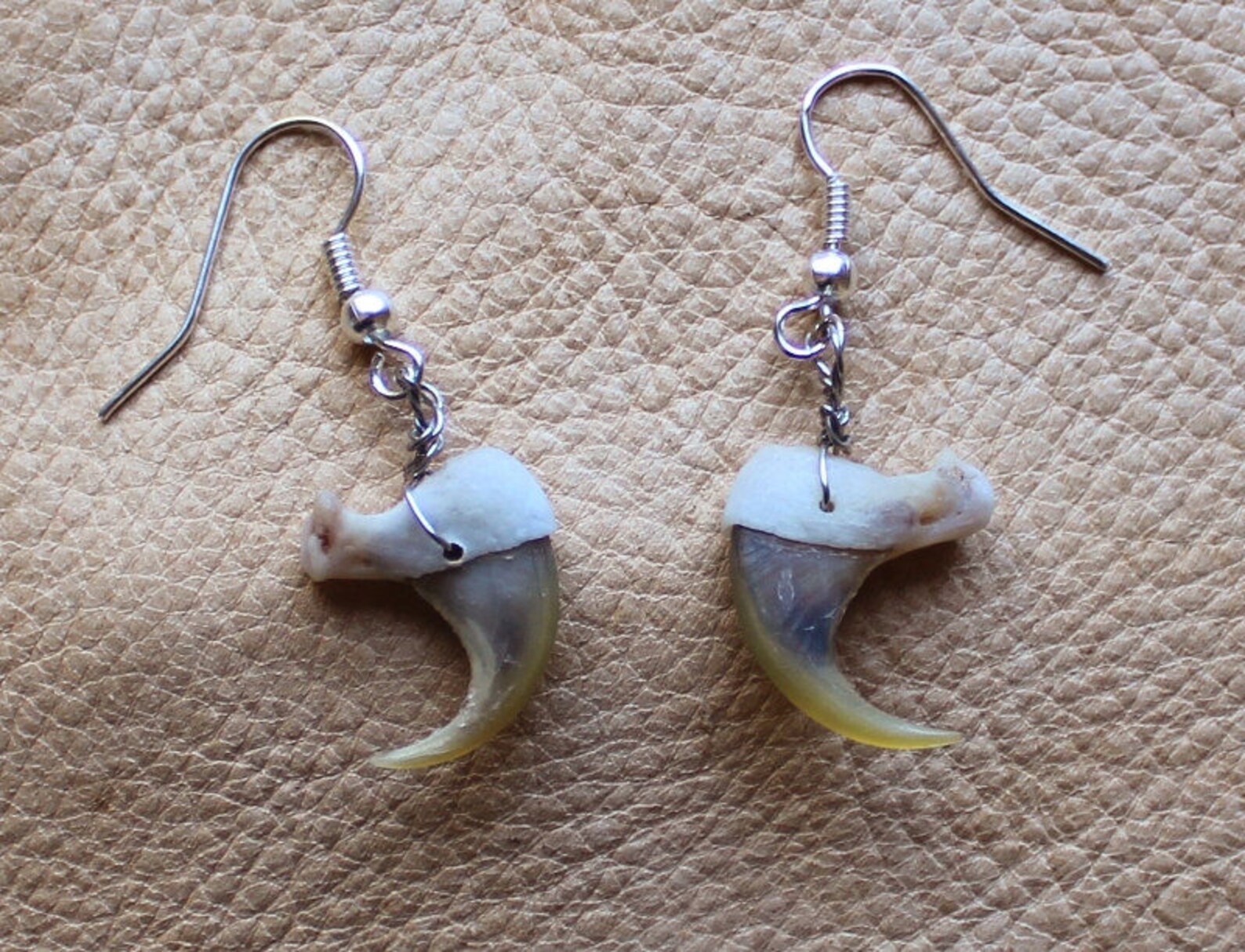 Real Bobcat Claw Earrings on Fish Hook Ear Wires - Etsy