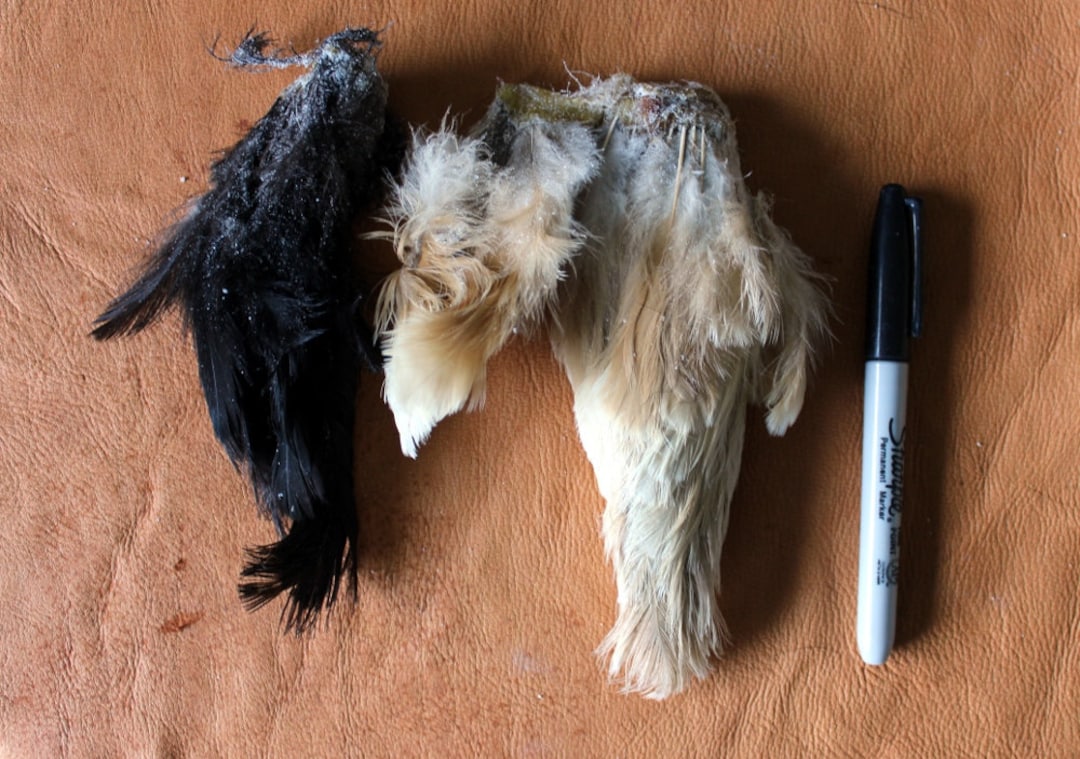 Lot of Two Free Range Chicken Hen Tails With Feathers for Crafts, Fly ...
