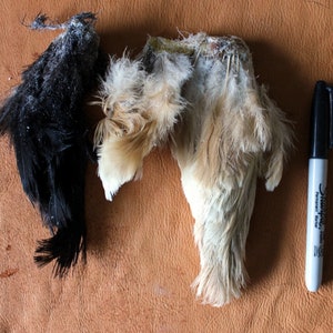 Lot of Two Free Range Chicken Hen Tails With Feathers for Crafts, Fly ...