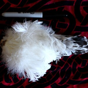 ONE Free Range Chicken Hen Tails With Feathers for Crafts, Fly Tying ...