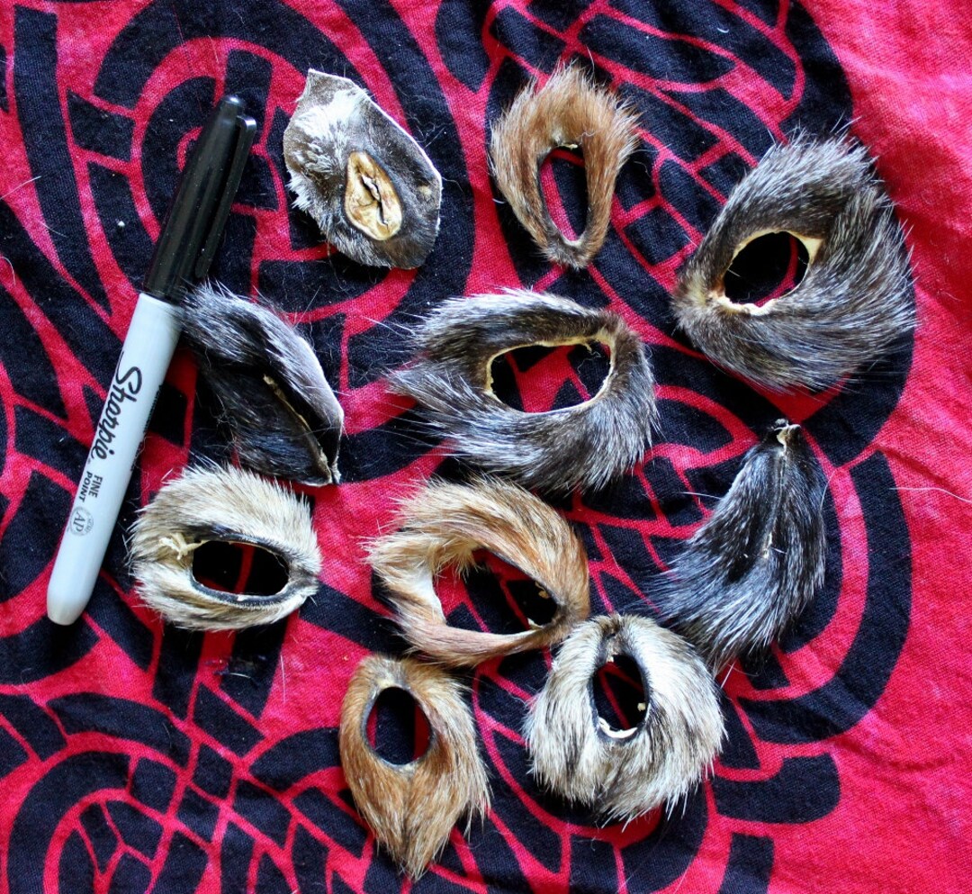 Lot of Fox and Coyote Fur Eye Pieces Taxidermy Scrap Fur Pieces for ...
