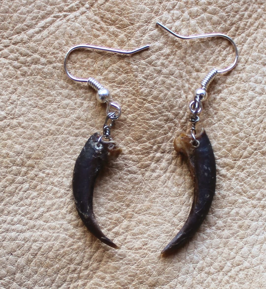 Real American Porcupine Claw Earrings on Fish Hook Ear Wires - Etsy