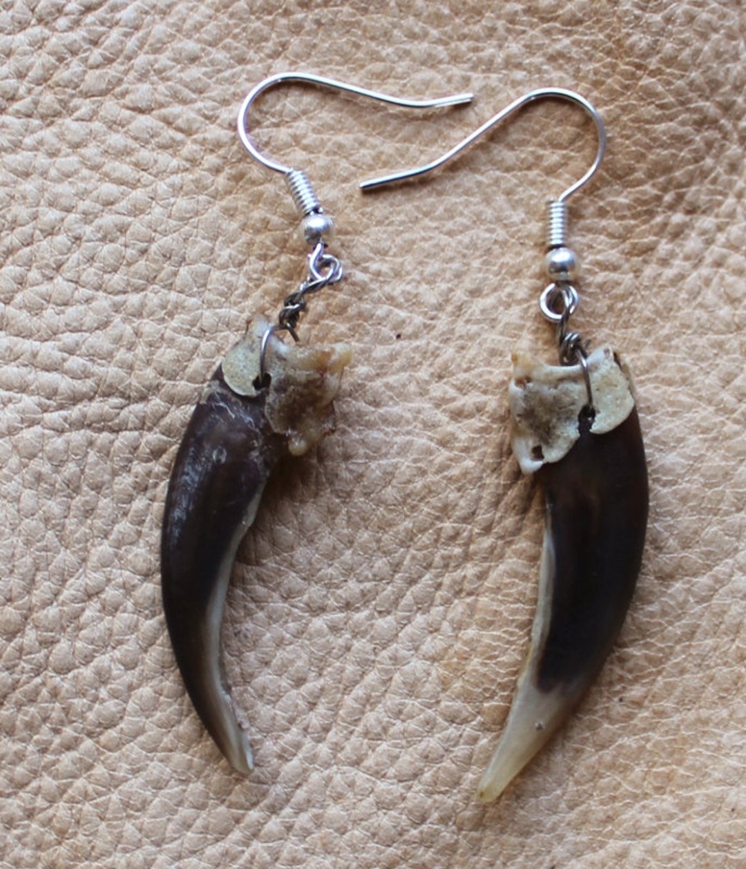 Real Badger Front Claw Earrings With Fish Hook Ear Wires - Etsy