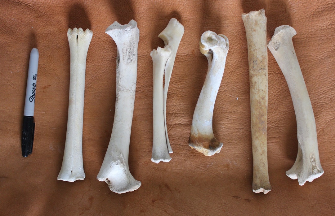 Lot of 7 Craft Quality Mammal Leg Bones DESTASH - Etsy