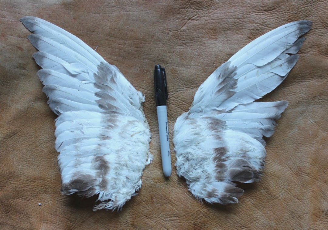 Lot of Two Domestic Pigeon Rock Dove Wings Lot B With Feathers for ...