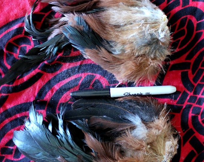 ONE Free Range Chicken Rooster Tails With Feathers for Crafts, Fly ...