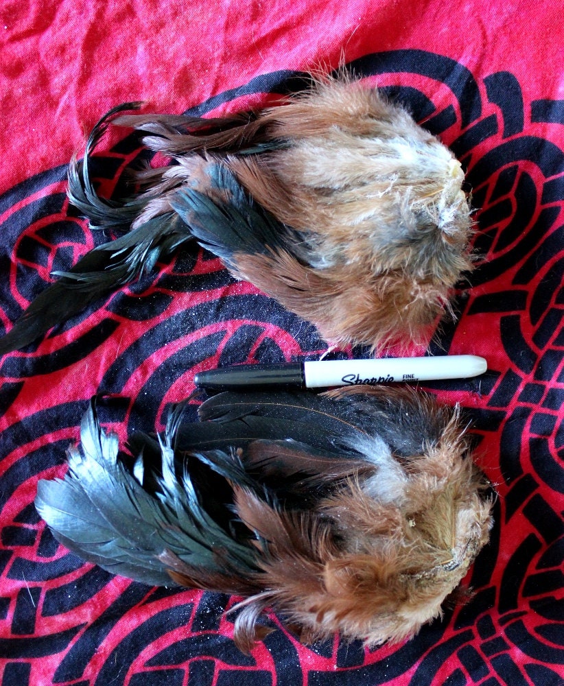 ONE Free Range Chicken Rooster Tails With Feathers for Crafts, Fly ...