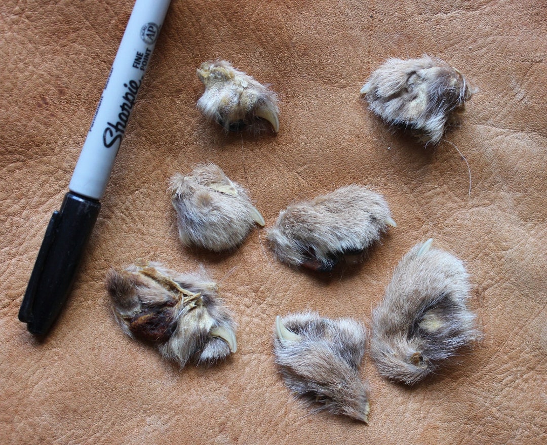 ONE (1) Real Vintage Caracal Wildcat Claw for Jewelry Crafts Taxidermy ...