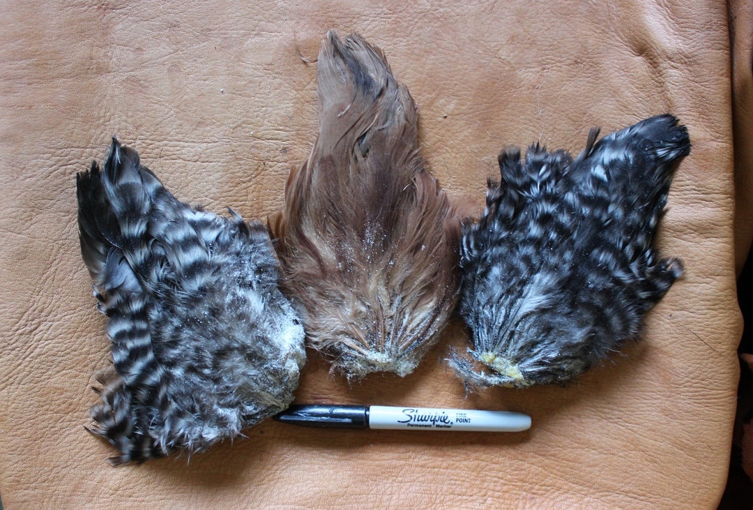 ONE Free Range Chicken Hen Tails With Feathers for Crafts, Fly Tying ...