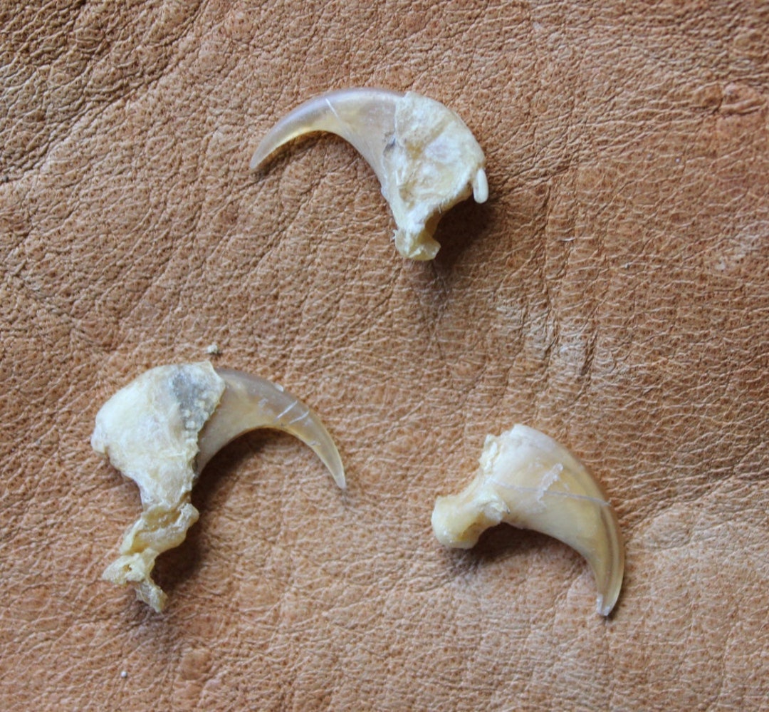 ONE 1 Real Serval Wildcat Claw for Jewelry Crafts Taxidermy Oddities - Etsy