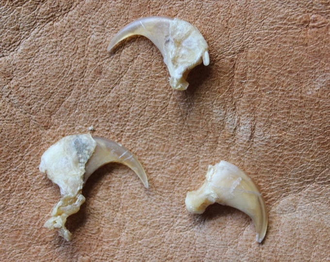 ONE (1) Real Serval Wildcat Claw for Jewelry Crafts Taxidermy Oddities ...