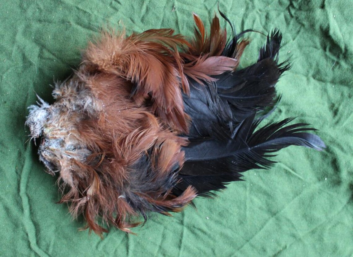ONE Free Range Chicken Rooster Tails With Feathers for Crafts, Fly ...