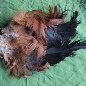 ONE Free Range Chicken Rooster Tails With Feathers for Crafts, Fly ...