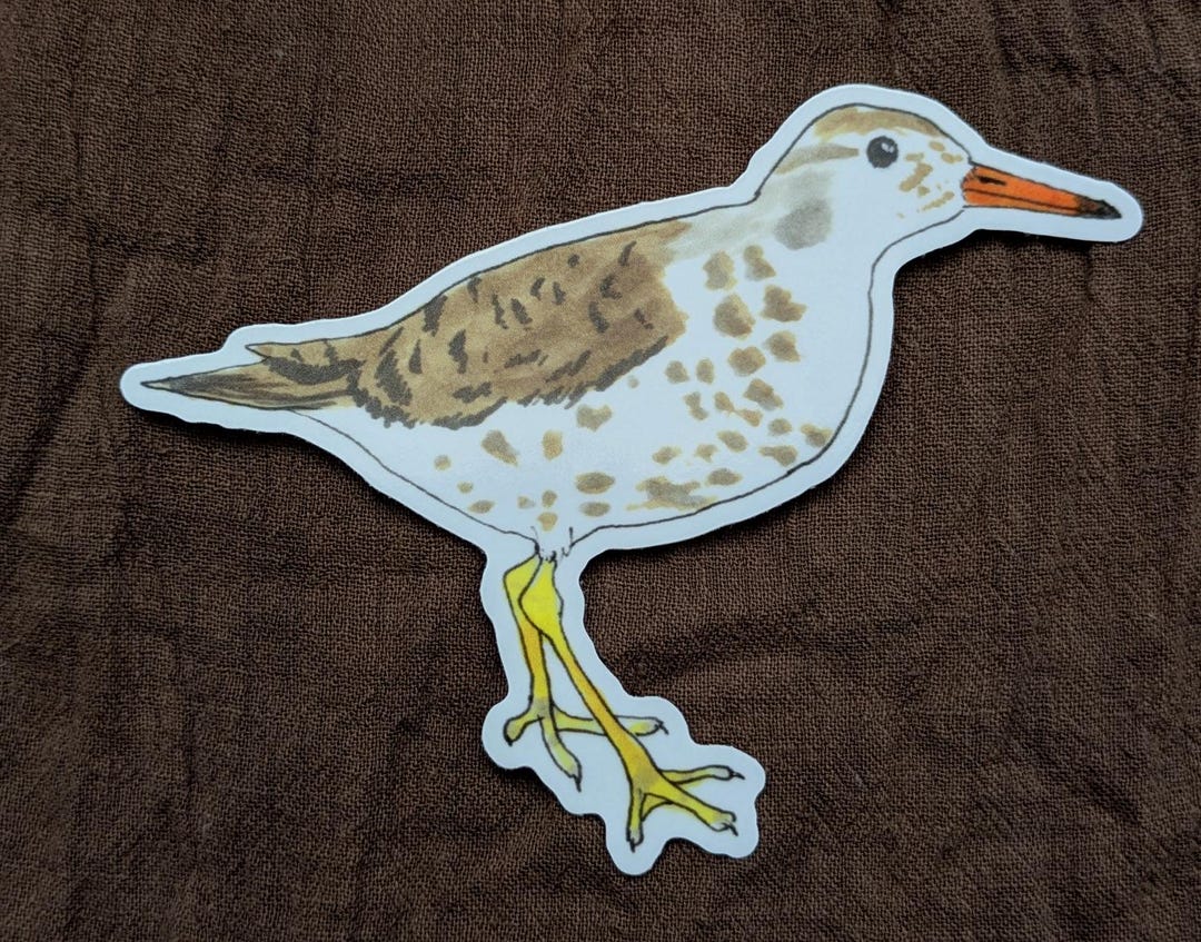 Spotted Sandpiper 4" Indoor/outdoor Vinyl Sticker Nature Wildlife Art ...